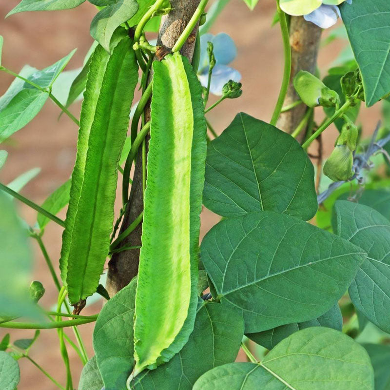 Winged Beans (Chathura Payar) Green 25 Seeds
